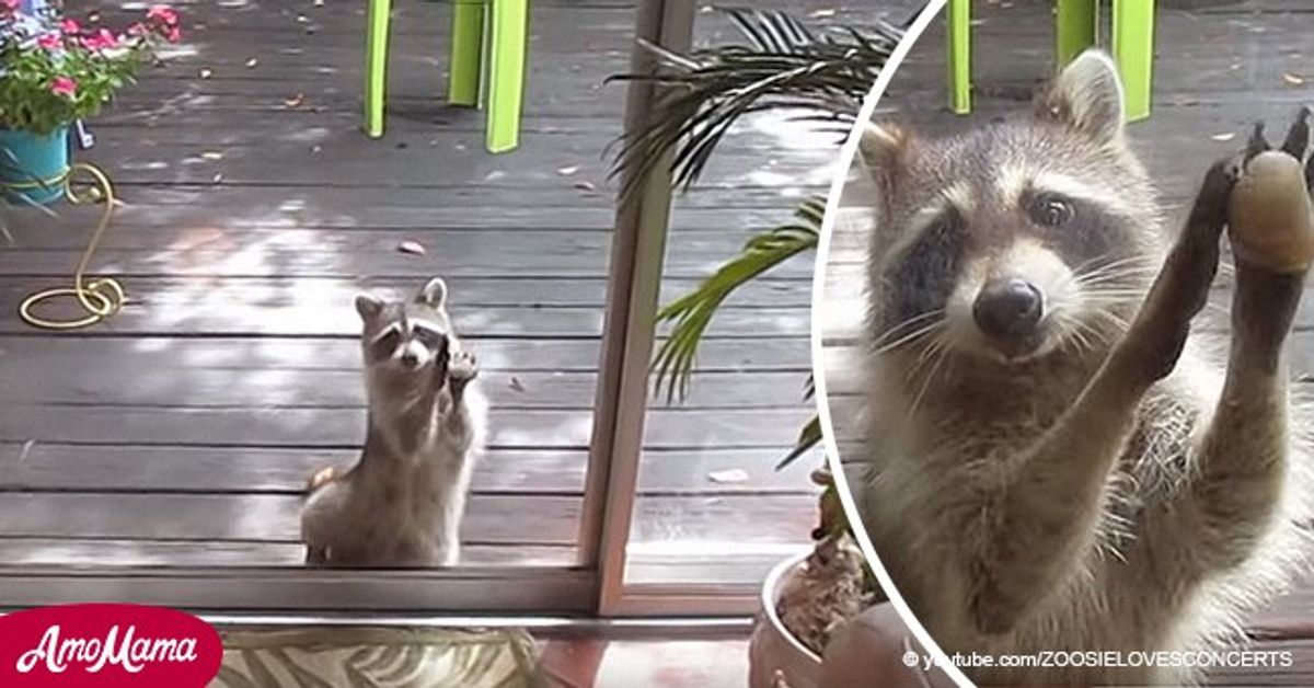 Mapache goloso es captado en cámara pidiendo comida mientras golpea ...
