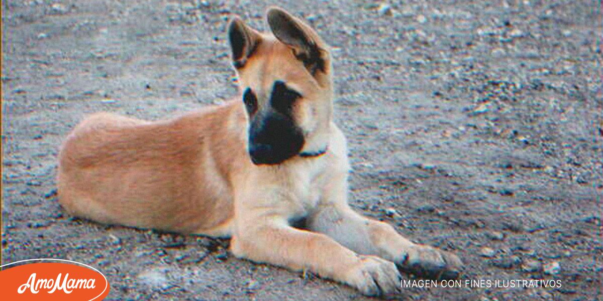 "Siempre existe el plan de Dios", dice basurero después de que el perro ...