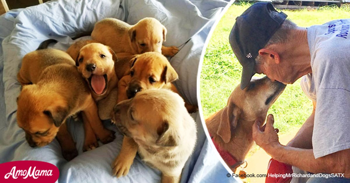 Hombre moribundo tiene solo un último deseo: que sus 11 perros ...