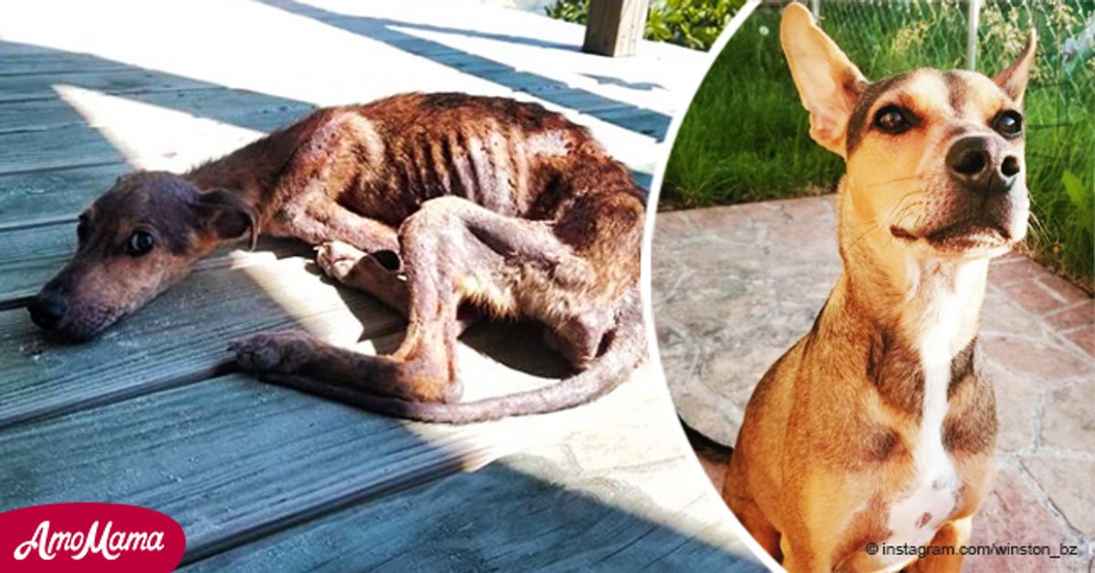 Fotógrafo halla a un perro desnutrido en una isla remota y le cambia la ...