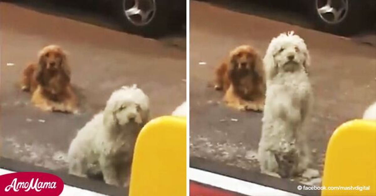 Perrito se hace famoso por la forma en que pide comida en un restaurante