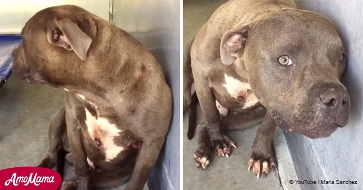 Perro criado para pelear es tachado de agresivo, pero luego recibe su ...