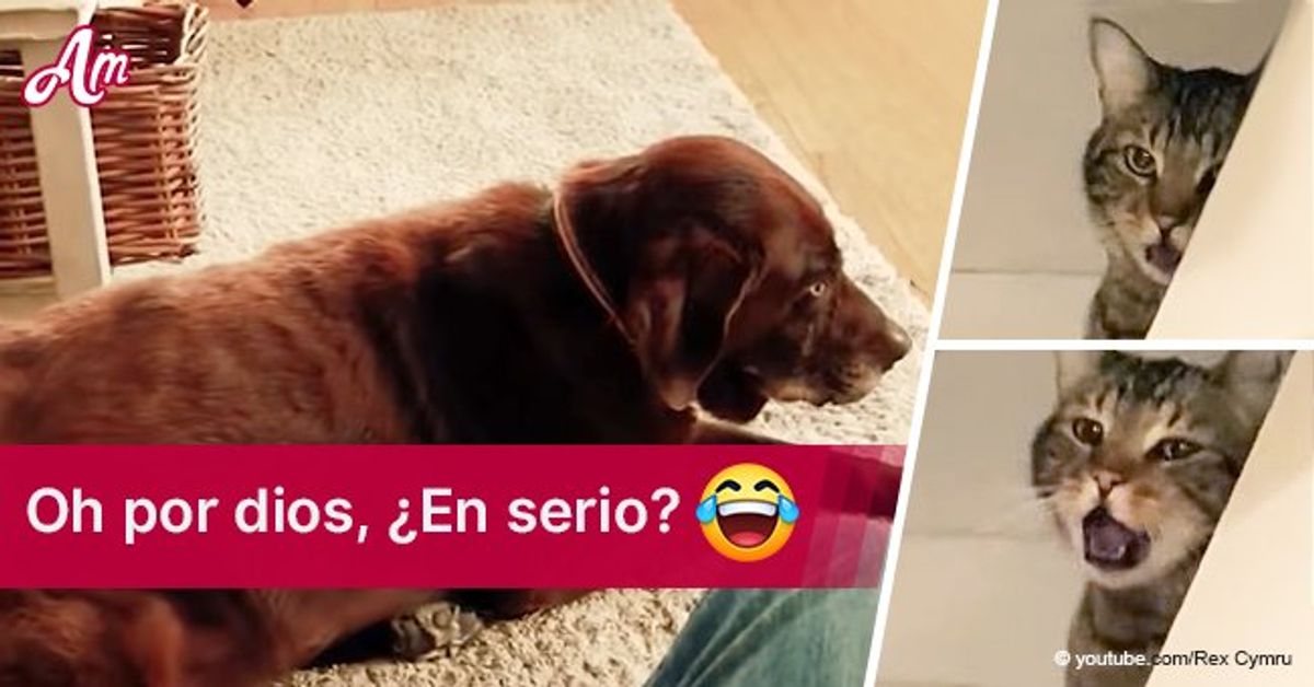 Cómico video de perrito flatulento y gato que vomita arrasa con las redes