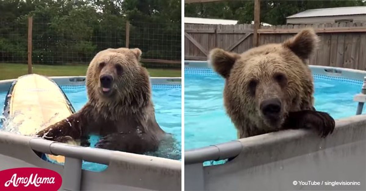 Oso grizzly cae de panza en la piscina de un patio y ofrece una sonrisa ...