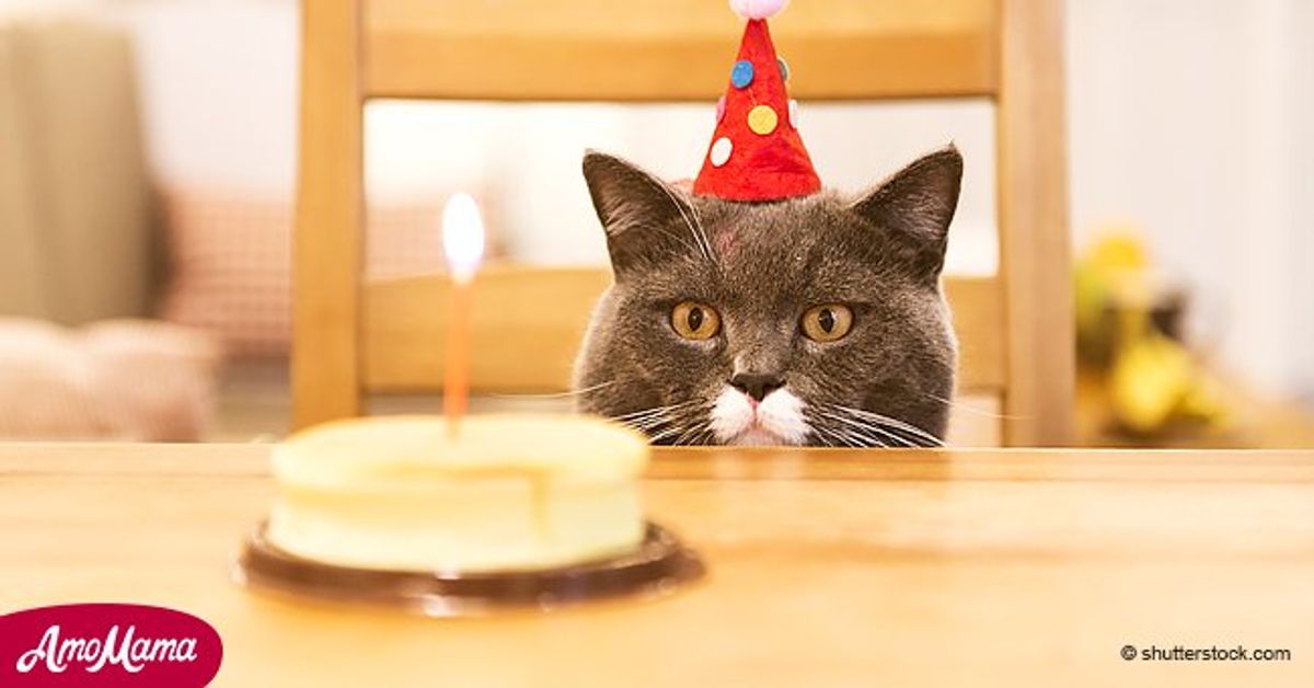 El festejo de cumpleaños de un gato dejó a 15 personas contagiadas de COVID