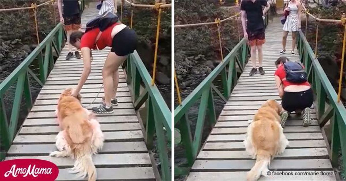El perro está paralizado de miedo al momento de cruzar el puente y su ...