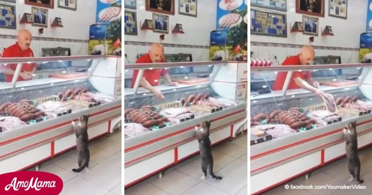 Gato se para frente al mostrador de carne, y el tendero lo trata como ...