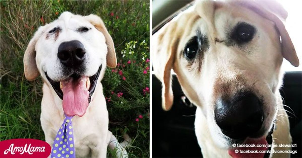 Tierno labrador tiene una deformidad facial que hace que su cara cambie ...