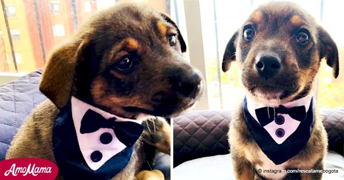 Vicente, el tierno perrito con un traje al que dejaron plantado el día ...