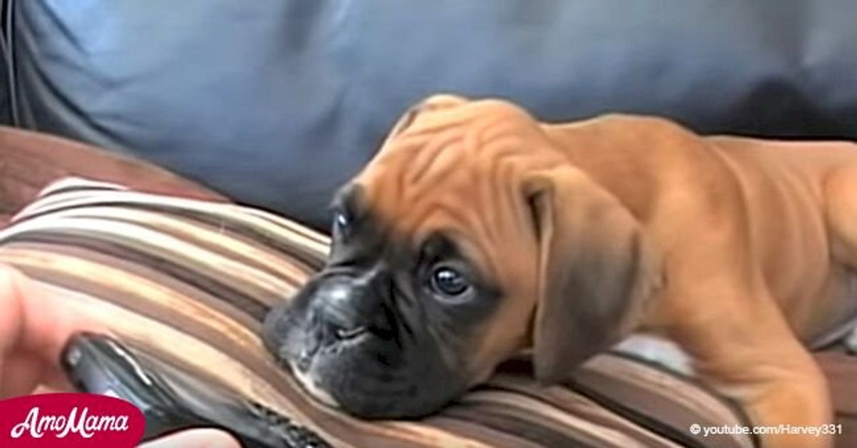 Cachorro bóxer extraña a su mami terriblemente, así que papá la pone en ...