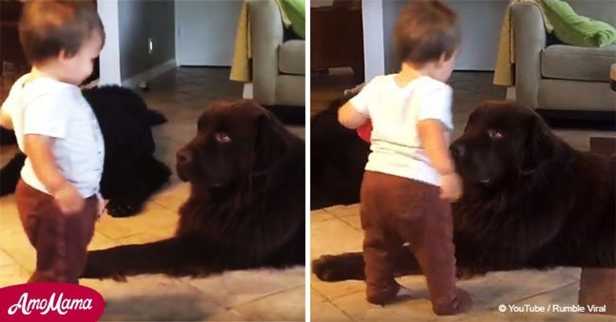 Bebé se acerca a perrito para darle besito en el hocico, y termina ...