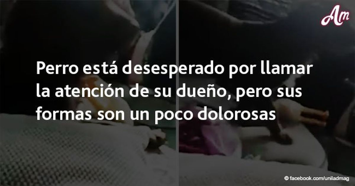 Perro está desesperado por llamar la atención de su dueño, pero sus ...