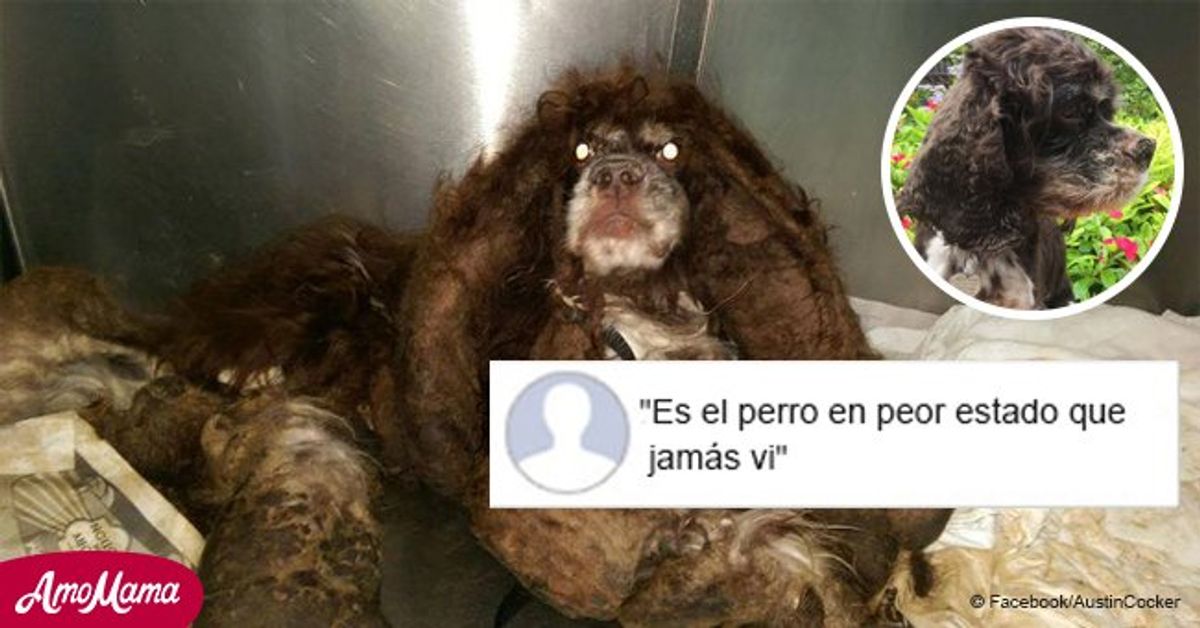 El perro descuidado queda irreconocible luego de que rescatistas le ...