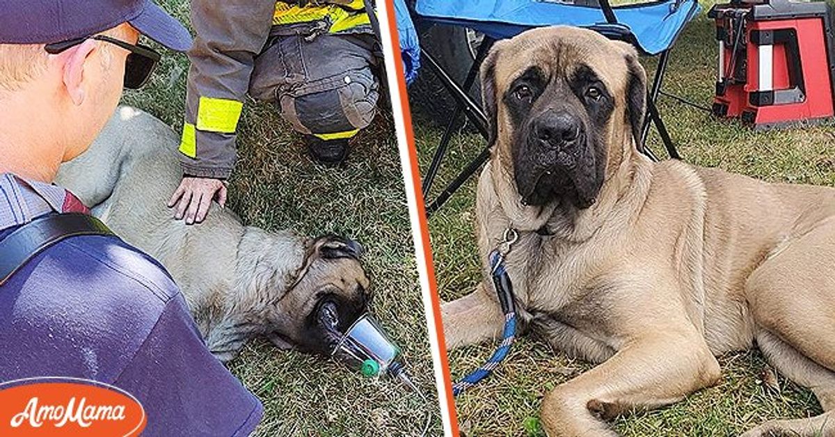 Bombero adopta al perro que rescató de un incendio cuando los dueños ...