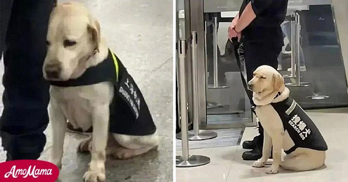 Perrito guardián se duerme mientras vigila una estación de metro: sus ...