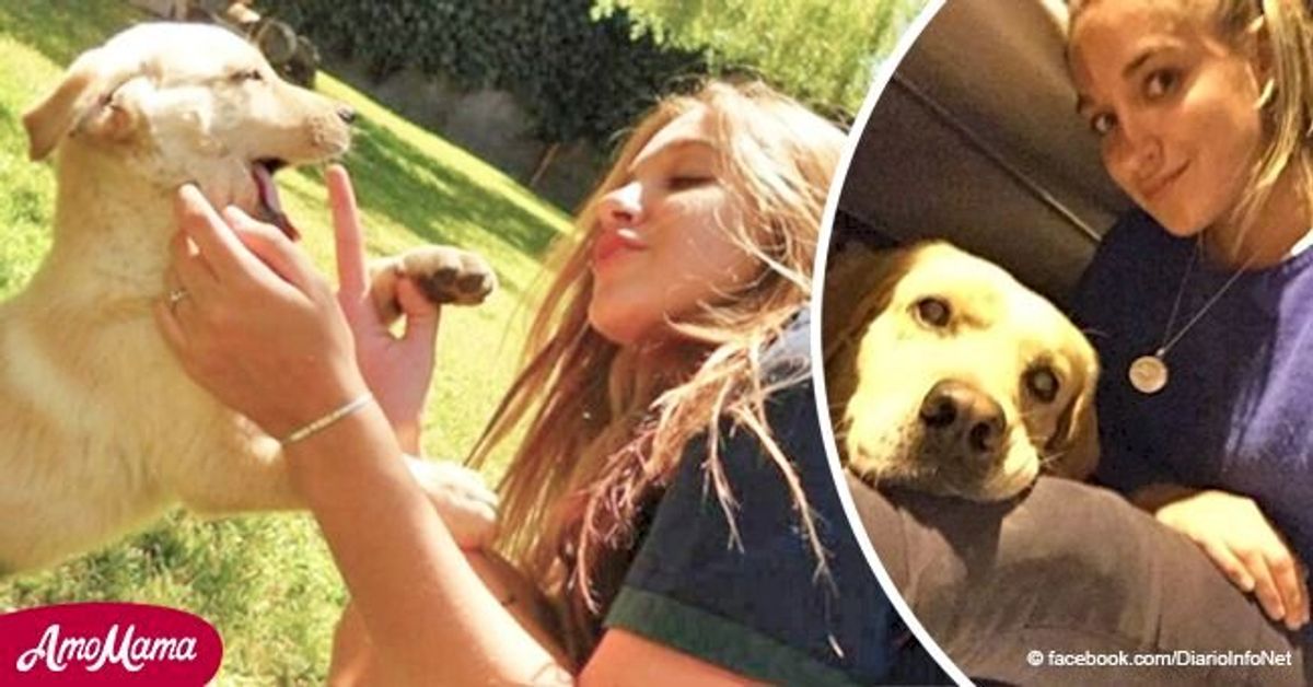 Perro se perdió hace 5 años, pero la foto de un extraño lo ayudó a ...